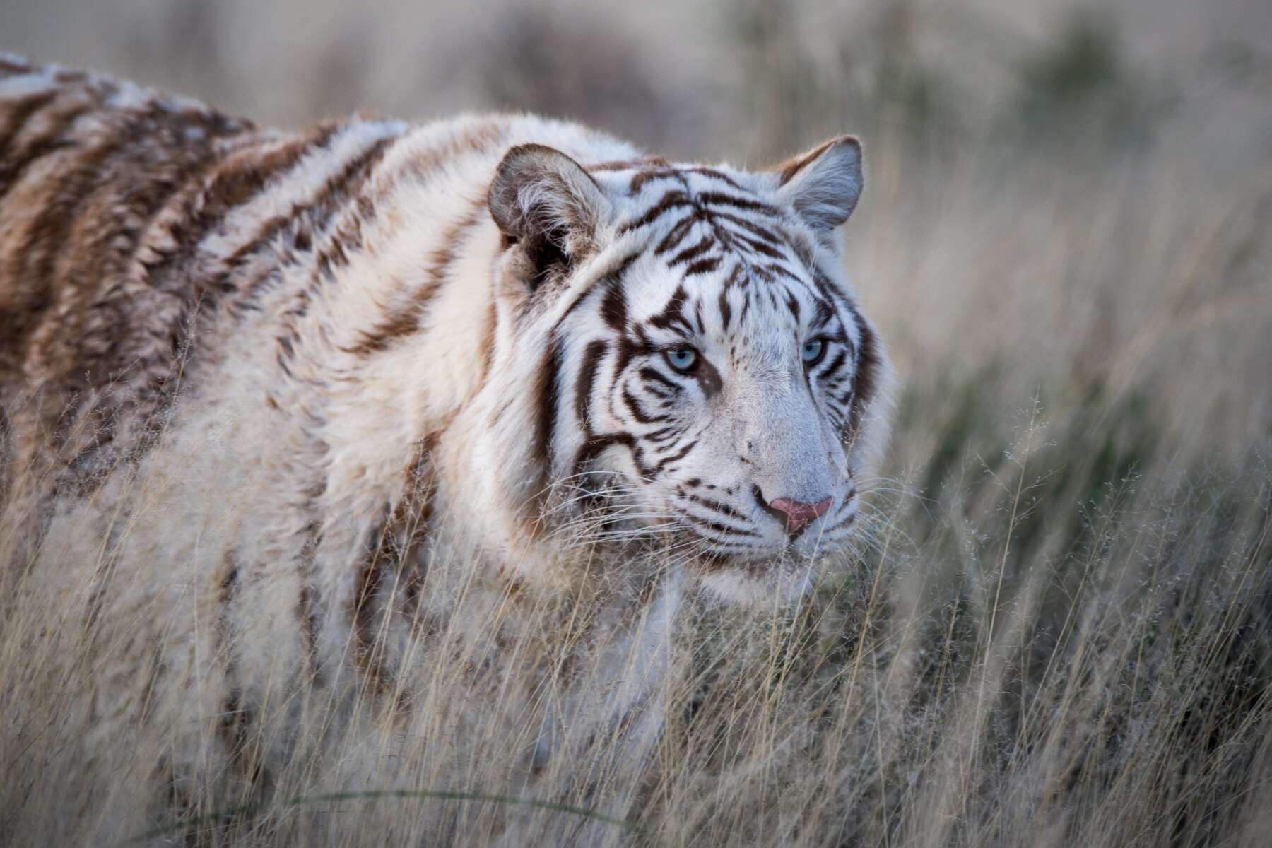 Grovety Enhances Wildlife Monitoring with Arm-Based AI – Arm®